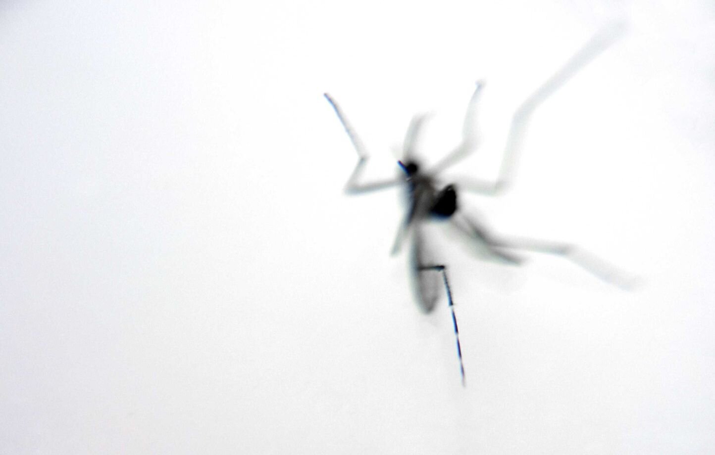 Détection de deux cas de chikungunya dans les Bouches-du-Rhône - One Media