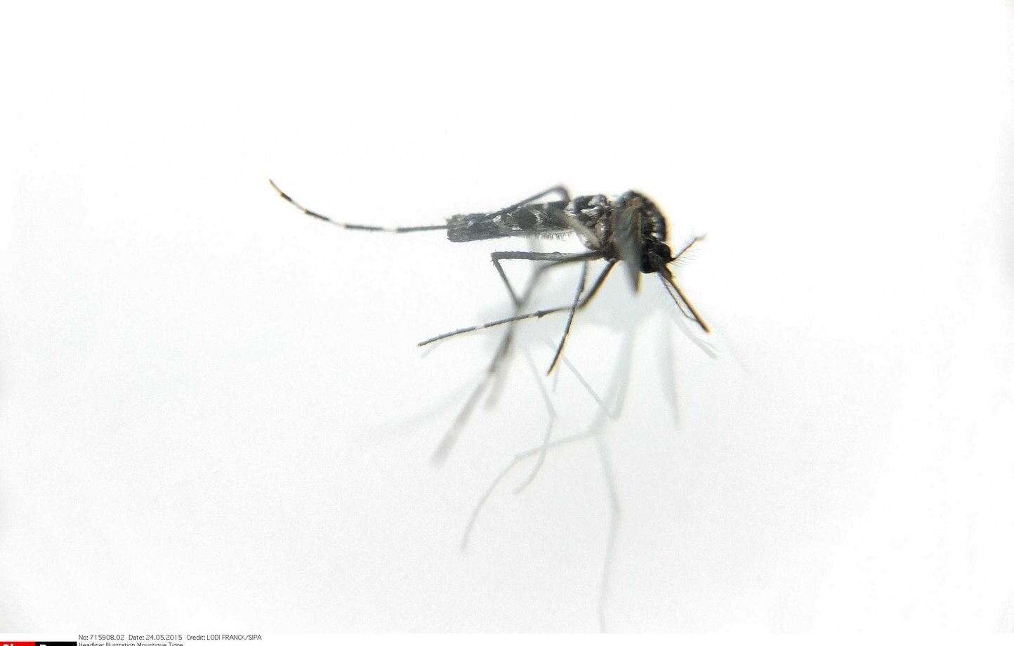 Deux cas autochtones de chikungunya détectés en Corse - One Media