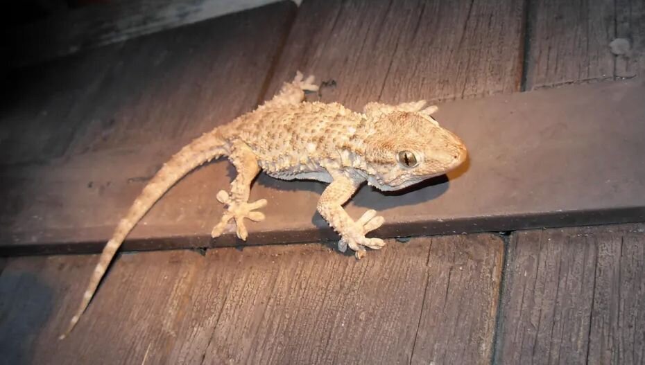 Les geckos en forte expansion dans les Landes : un phénomène écologique ...